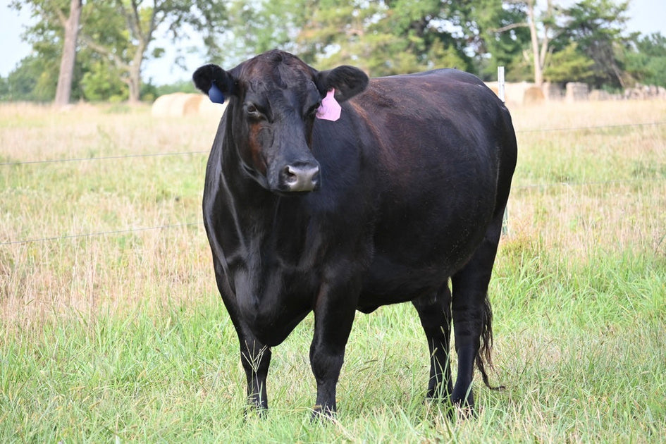 What is the Igenity® Beef Profile? – CattleDNA.com
