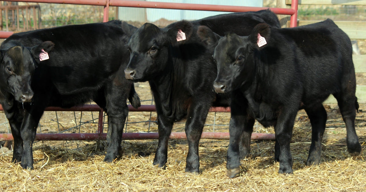 Best Tests for Commercial Replacement Heifers – CattleDNA.com