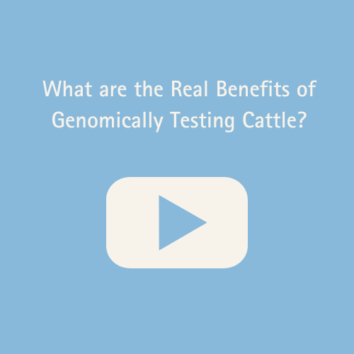 Video: What are the Real Benefits of Genomically Testing Cattle ...