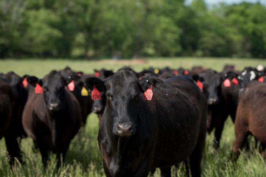 Igenity Profiles – CattleDNA.com