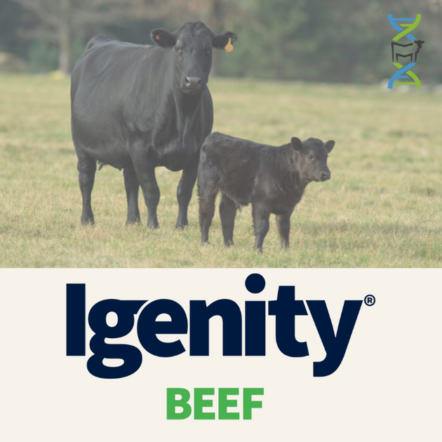 Igenity® Beef Profile Test – CattleDNA.com