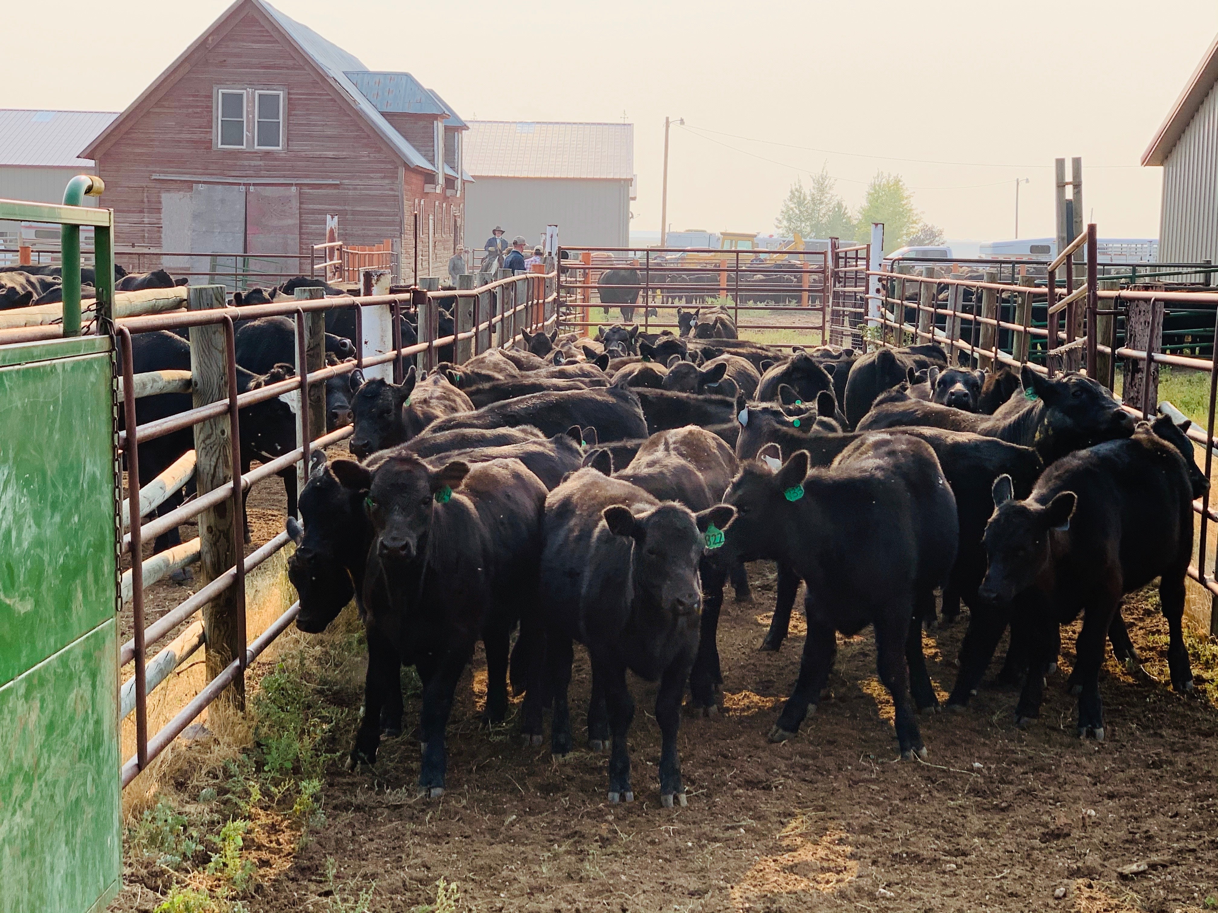 Igenity® Beef Profile Test – CattleDNA.com