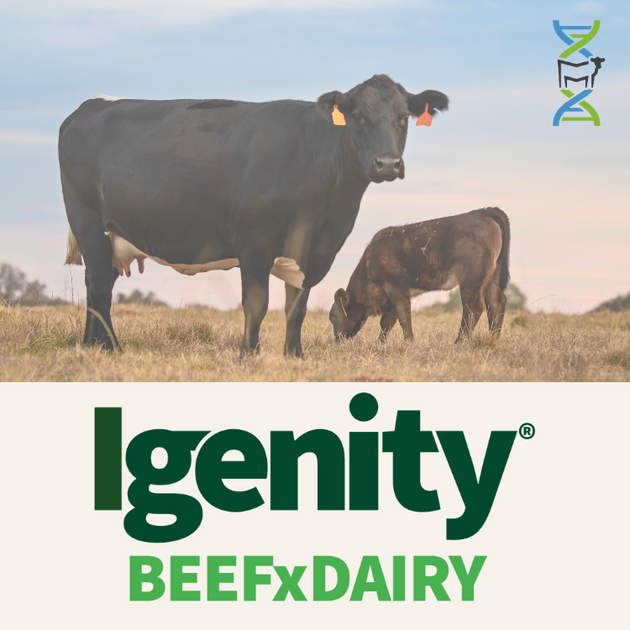 Igenity® BeefxDairy Profile Test – CattleDNA.com